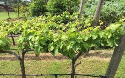 Sparkling Wine Grapes | Rack & Riddle